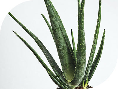 Aloe Barbadensis Leaf | Przewodnik i informacje o składnikach